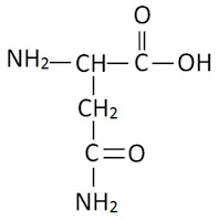 Asam Amino, Peptida, dan Protein ~ NOBODY'S PERFECT