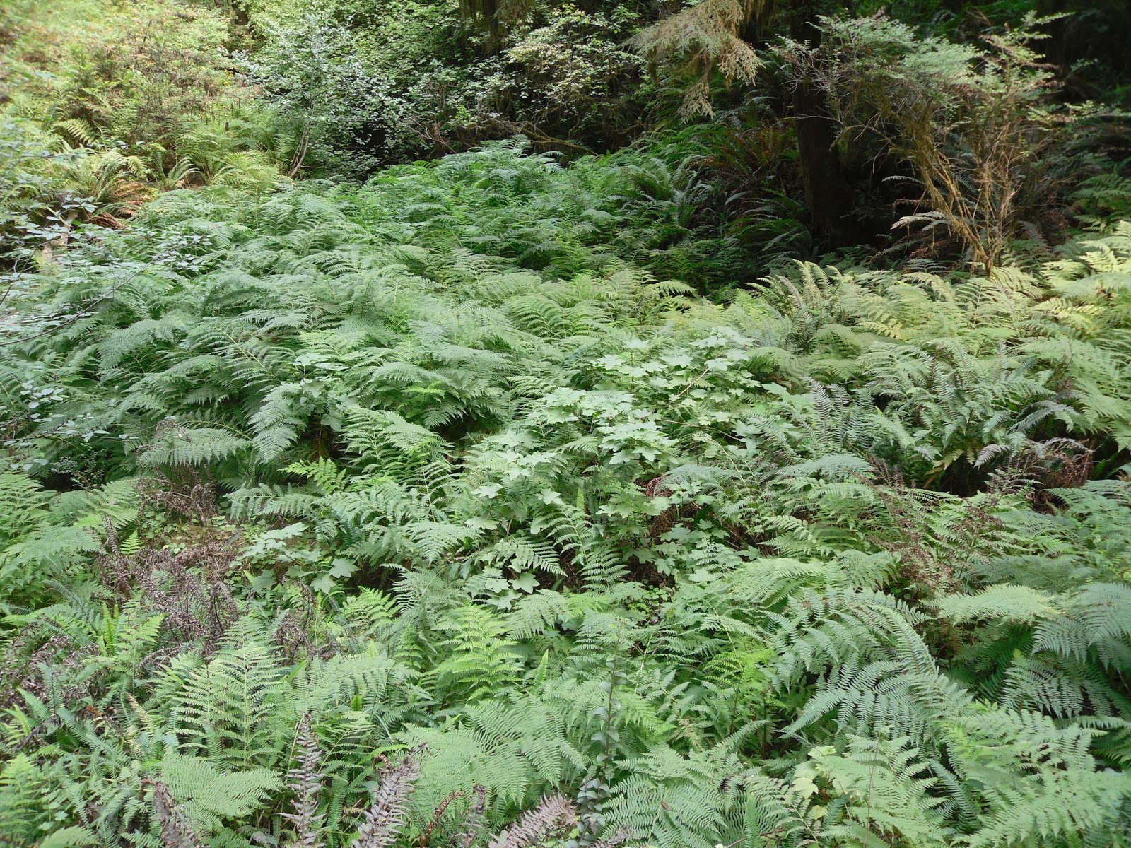 Antediluvian Salad: 2013-12-08