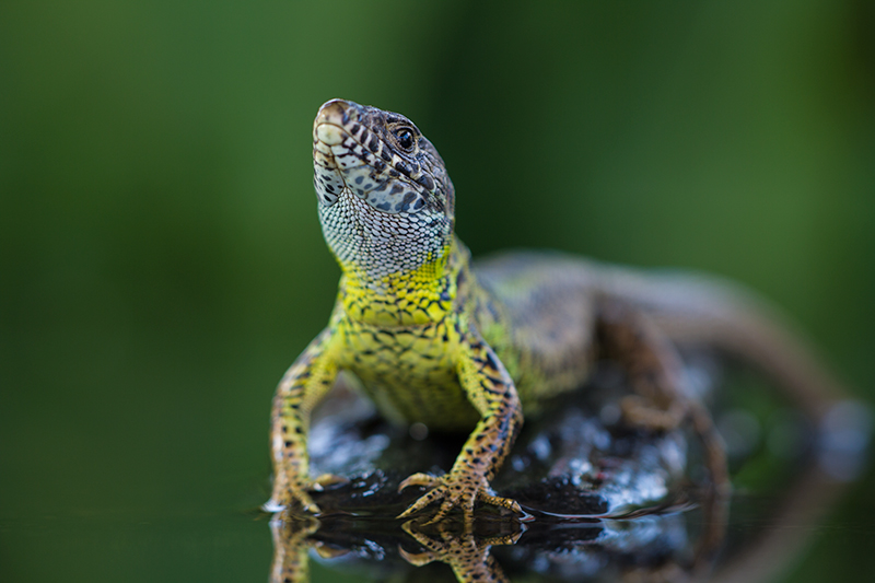 Luís Malheiro - Wildlife Photography: Lagarto-de-água (Lacerta schreiberi)