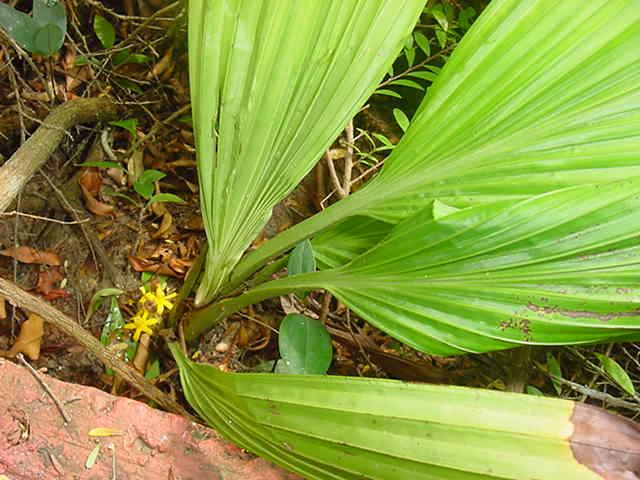 Wild Edible Plants ~ RimbaGunong