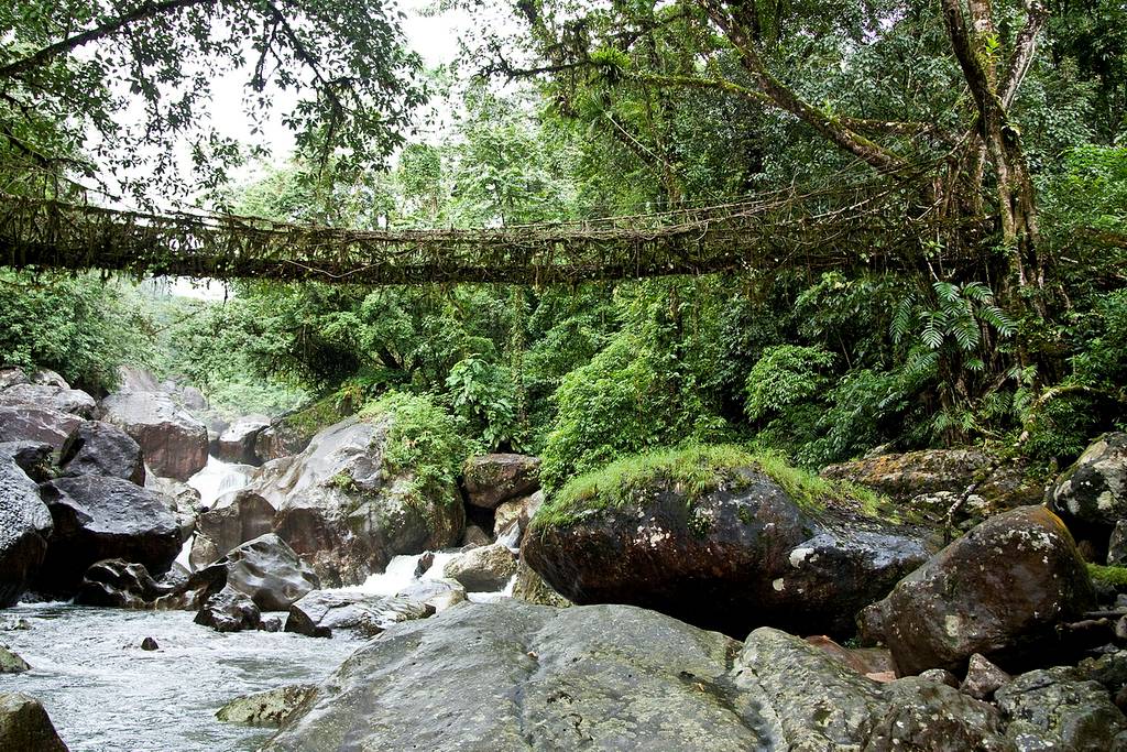 The Living Root Bridges of India ~ Kuriositas
