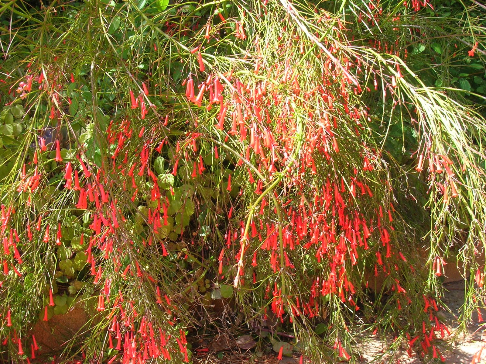 Recregarden: RUSSELIA EQUISETIFORMIS