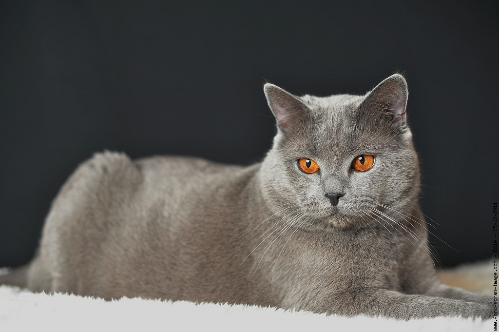Gato Chartreux