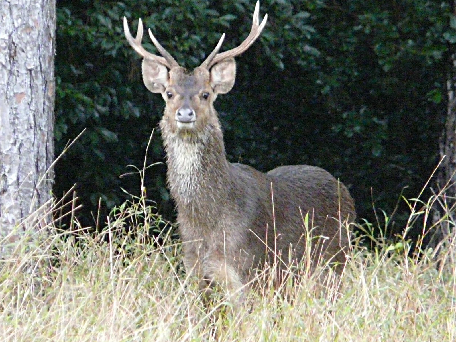 Voyages et Expériences : Maurice: Les cerfs de Java au Domaine des 7 ...