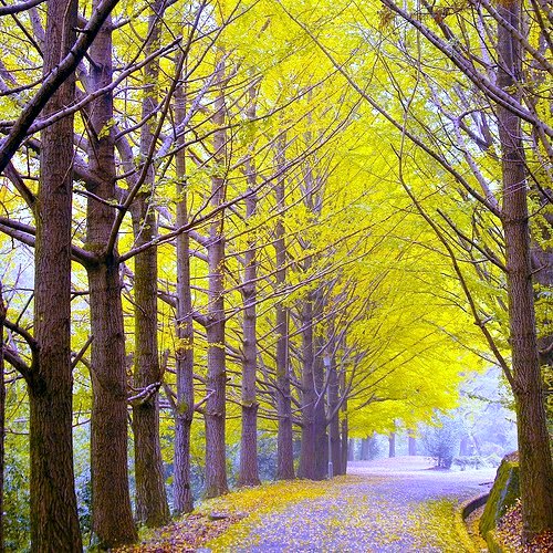 Keindahan Warna-warni Pepohon... - Relaks Minda