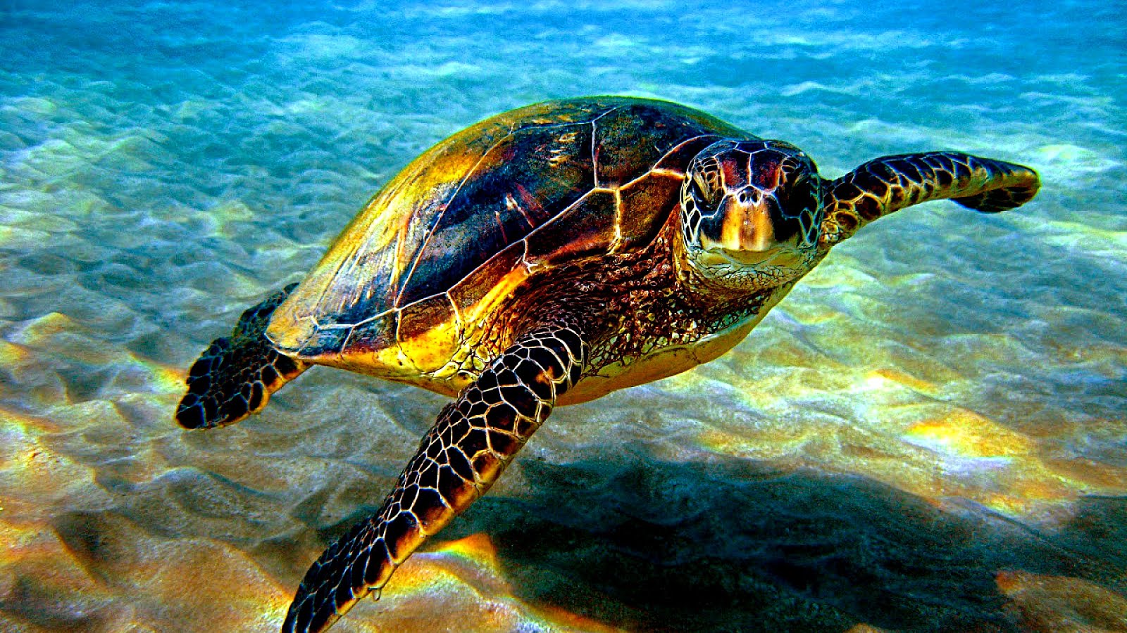 Why Are The Hawksbill Sea Turtles Endangered - Danger Choices