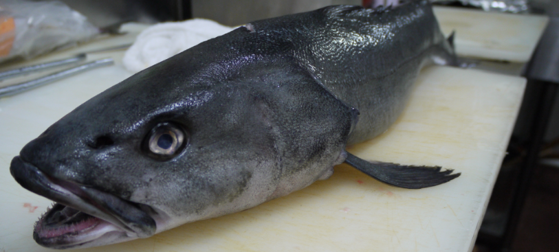 Tomoe Sushi Japanese Restaurant: 銀鱈の刺身/Sahimi Sablefish