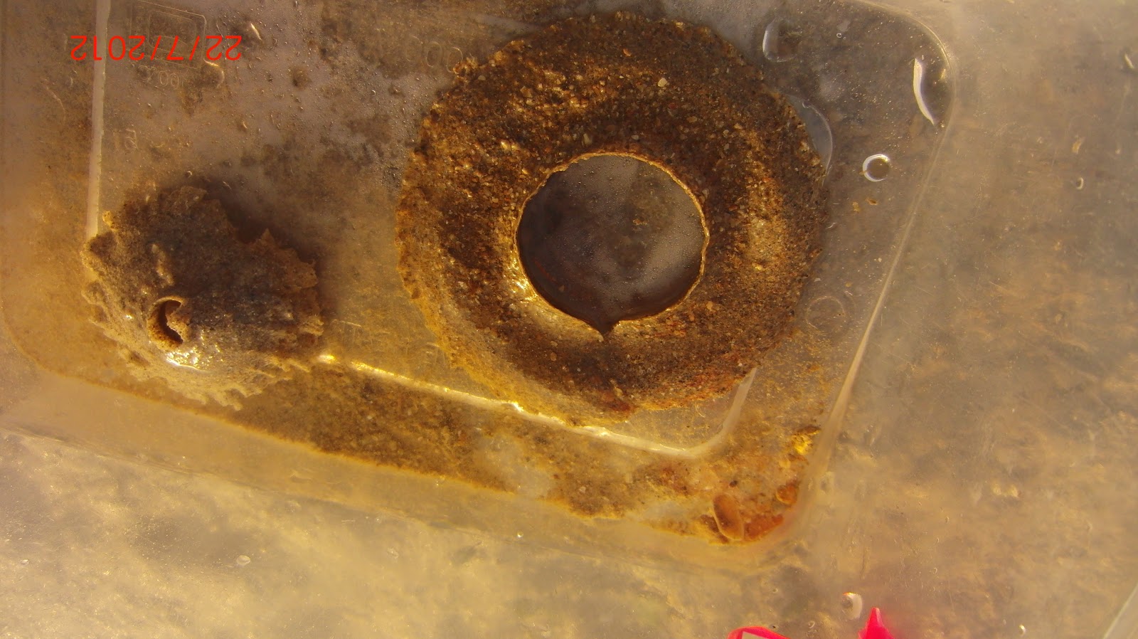 Marine Biology: Sand Collar of (family Naticidae)