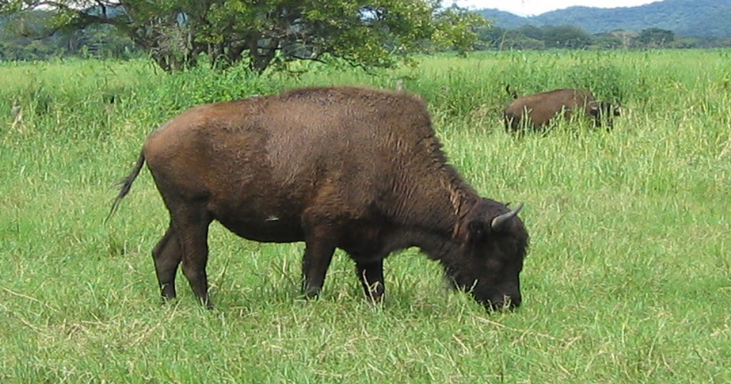ECOSISTEMAS DE COSTA RICA: REFUGIO DE VIDA SILVESTRE TEMPISQUE SAFARI ...