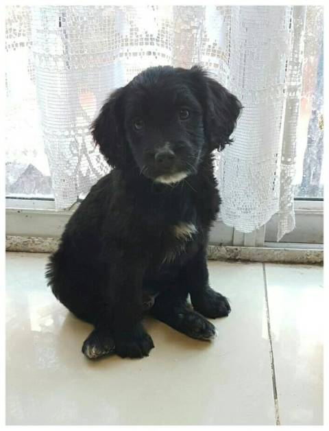 Adoptándonos: Lenon, hermoso cachorrito mestizo de cocker en adopción