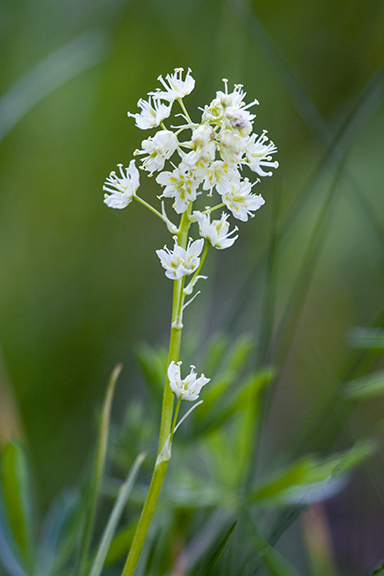 Jana Malinek Photography: CAMAS versus DEATH CAMAS