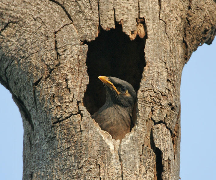 I can talk -- can you fly? Common Mynah - ARUNACHALA BIRDS
