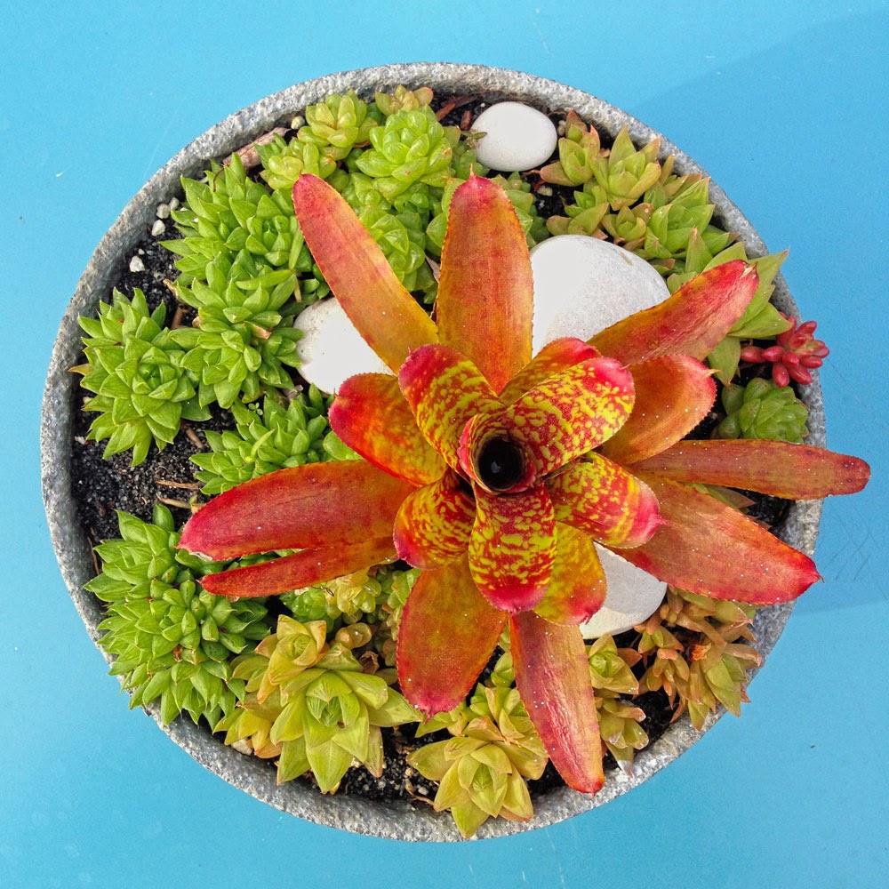 The Rainforest Garden: Make this Glowing Houseplant Combo