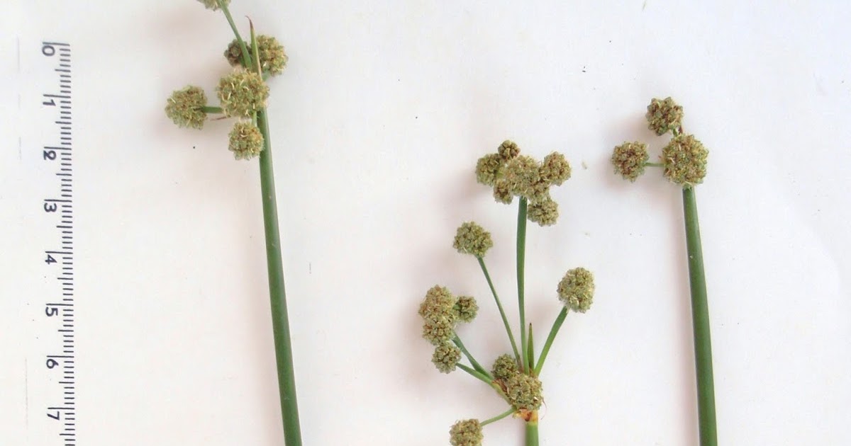 HERBARIO VIRTUAL DE BANYERES DE MARIOLA Y ALICANTE: Scirpus vulgaris ...