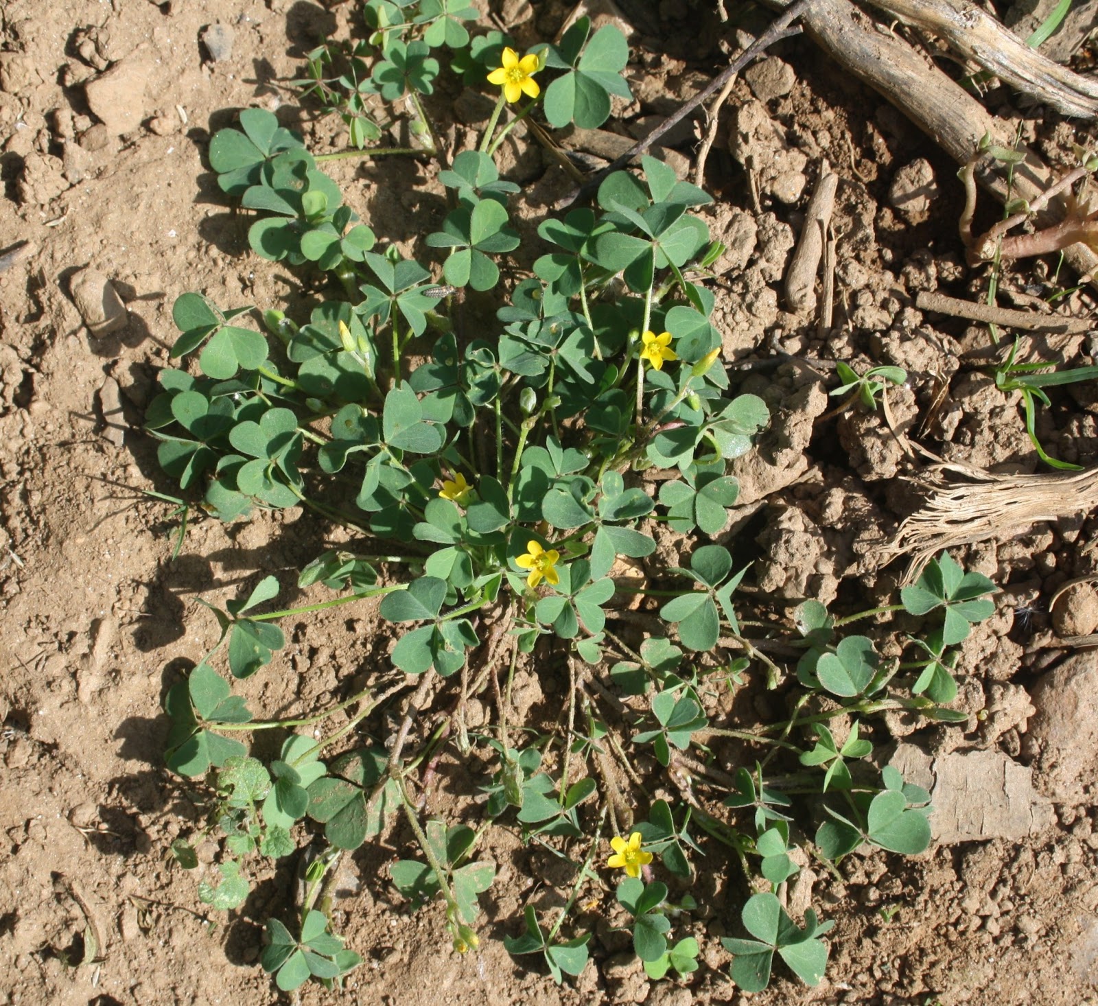 Plantas: Beleza e Diversidade: Erva-azeda (Oxalis corniculata)