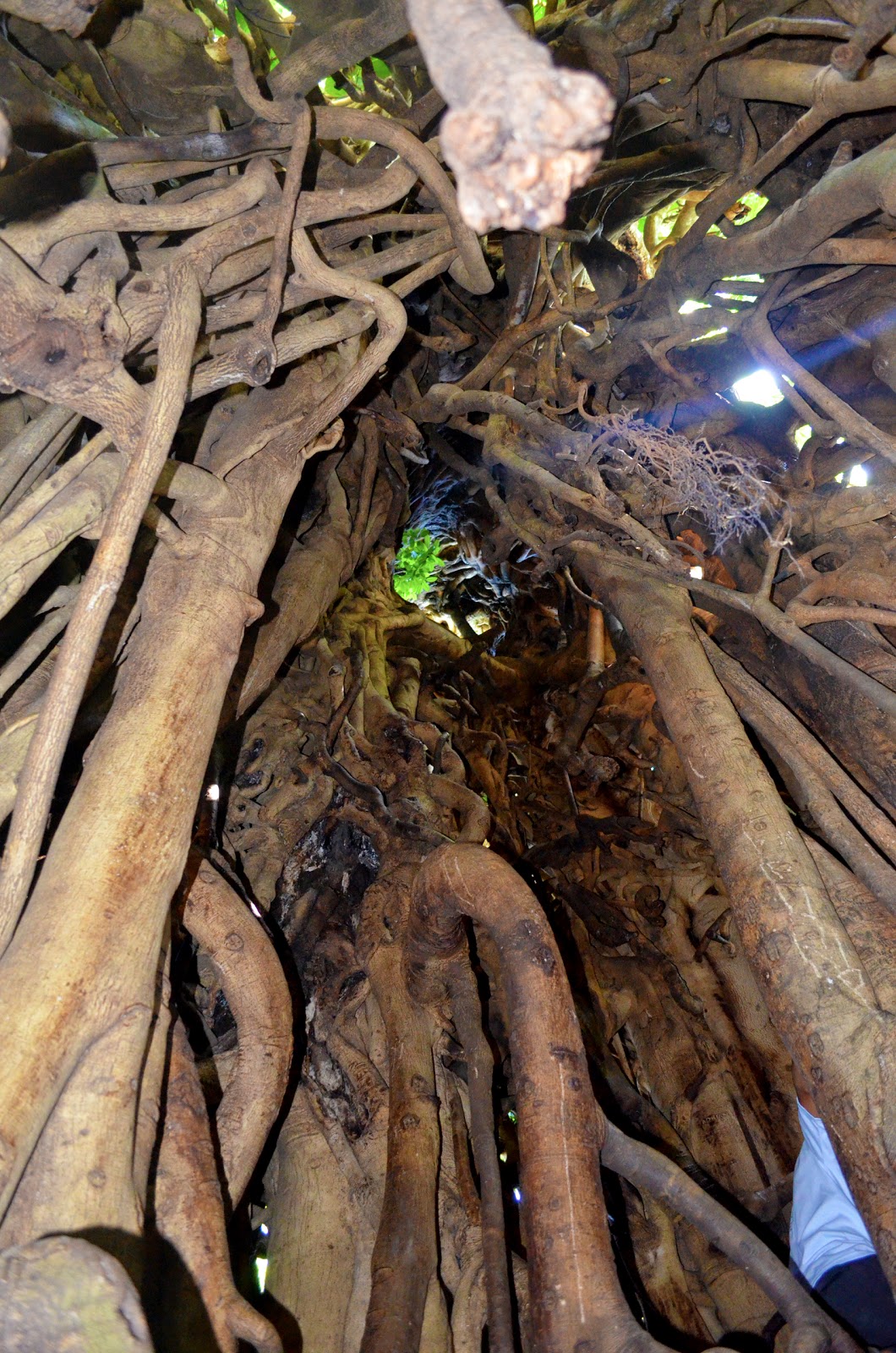 H E L L O ♥ K I M M Y : Millennium Tree - Old Balete Tree Of Aurora