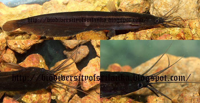 Biodiversity of Sri Lanka: හුංගා\කහ හුංගා\ලේ හුංගා [Hunga/Le Hunga/Kaha ...