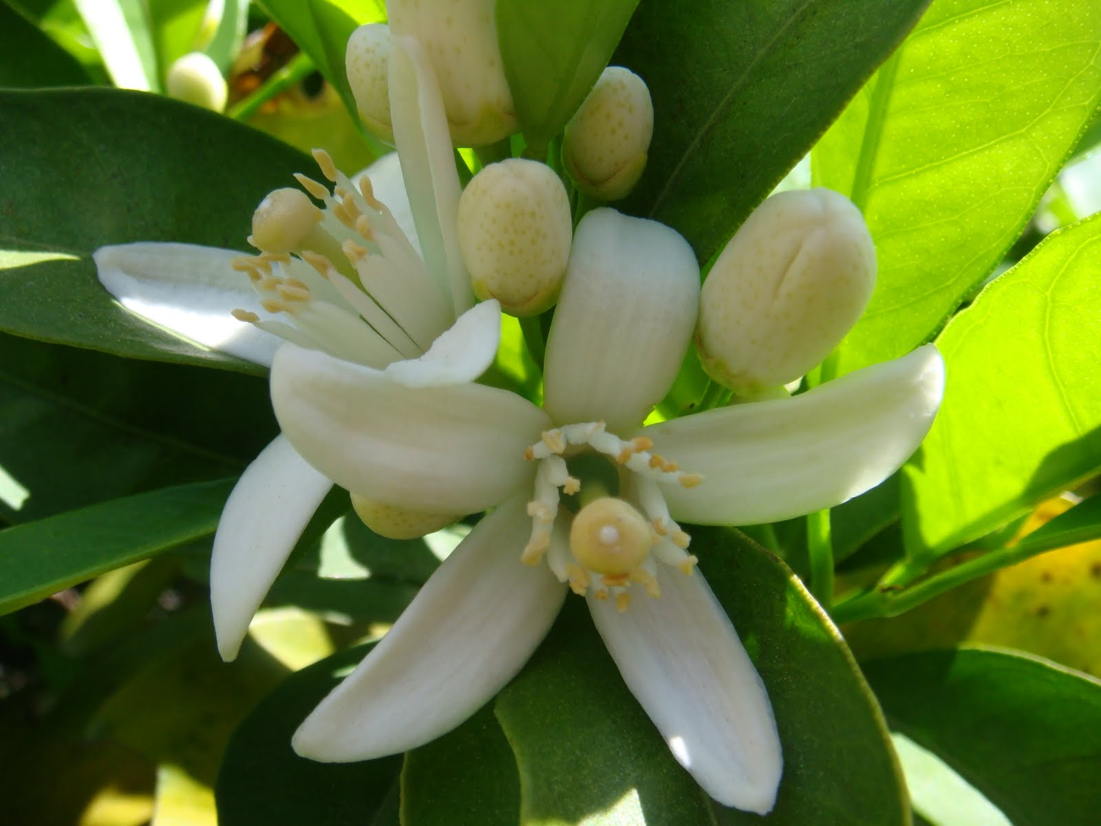 El espiritu de las plantas: Azahar de Sevilla
