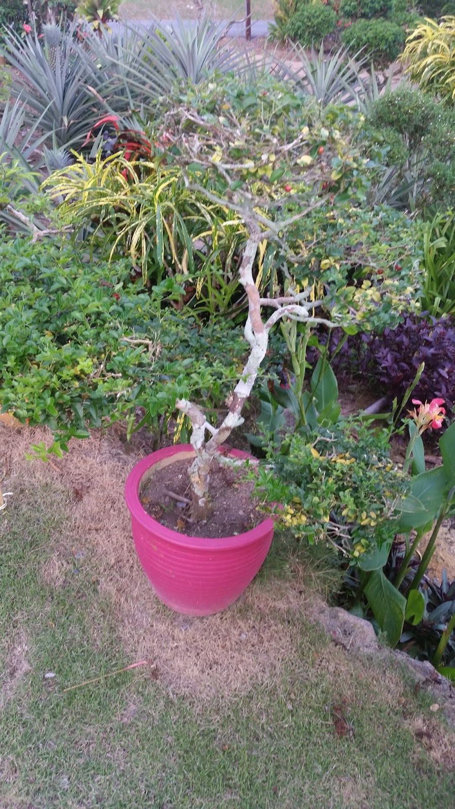 Warisan Petani: Membentuk Pokok Hiasan 1