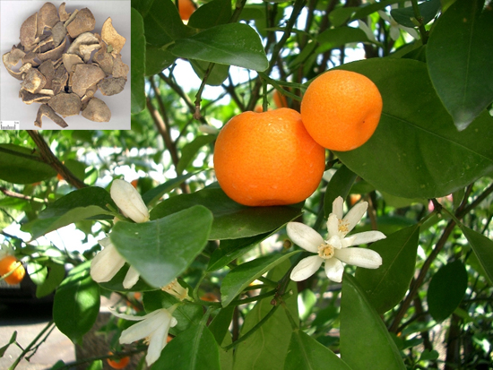Tangerine peel (Chenpi)-Citrus reticulata-Pericarpium Citri reticulatae