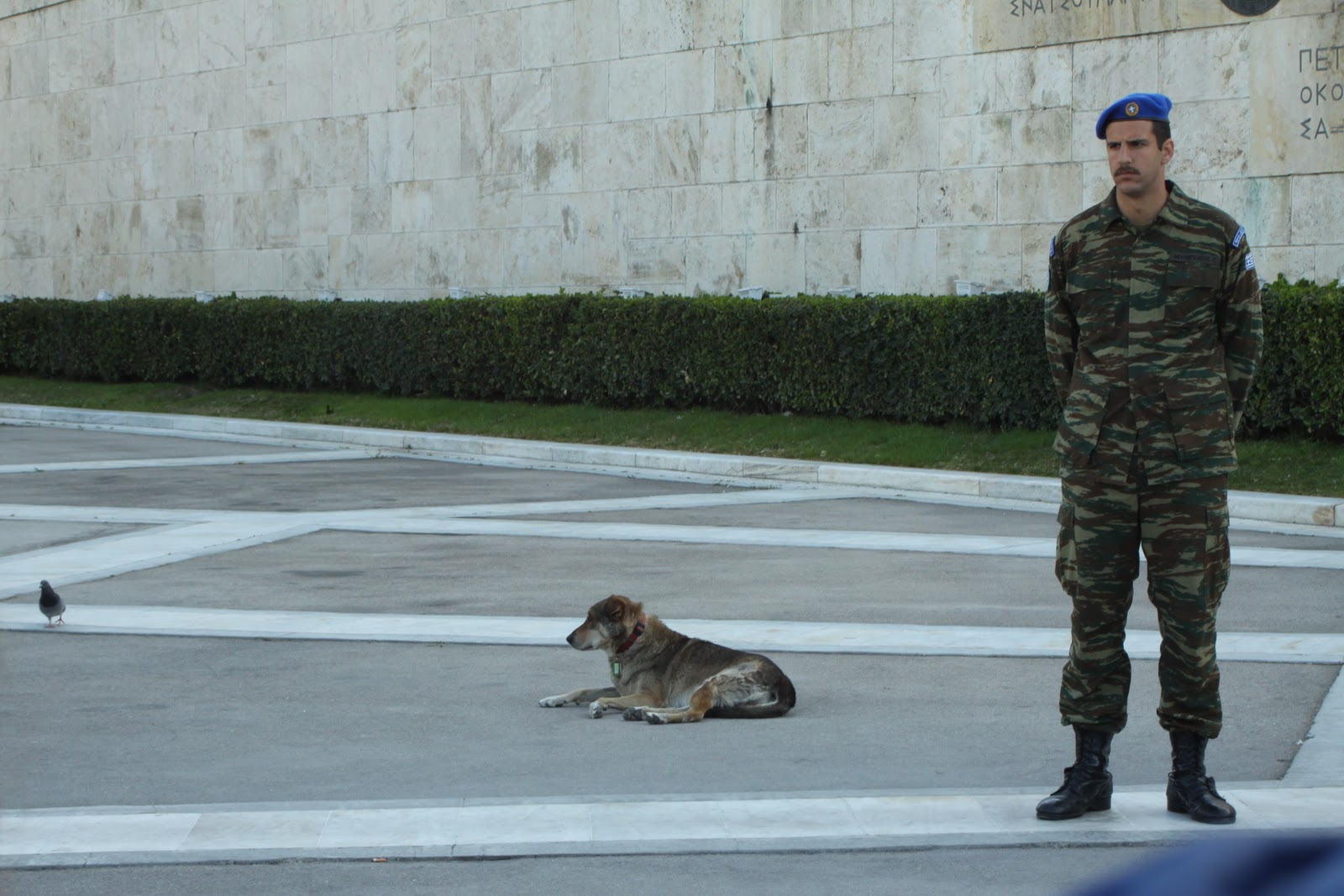 Peach and Thistle: Greece: Dogs of the Unknown Soldier