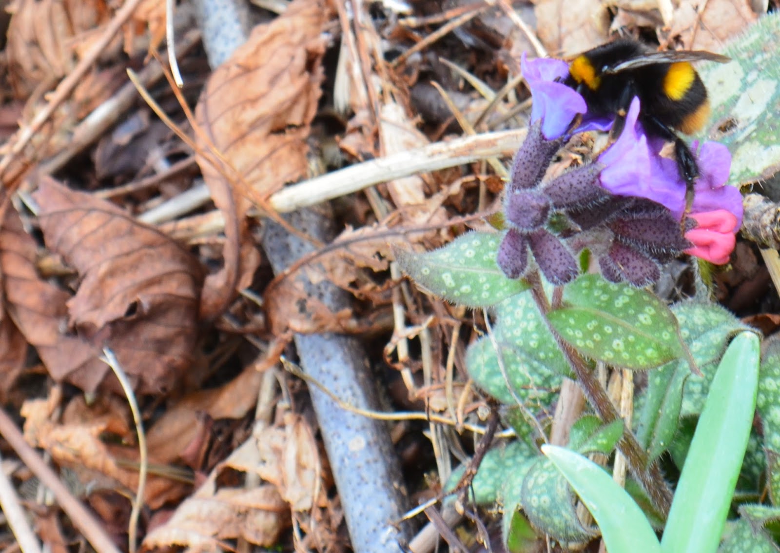 sustainable garden: simple spring flowers to help insects