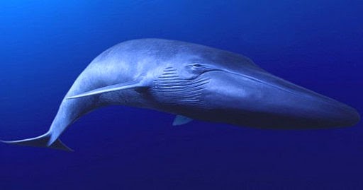 Balaenoptera Musculus
