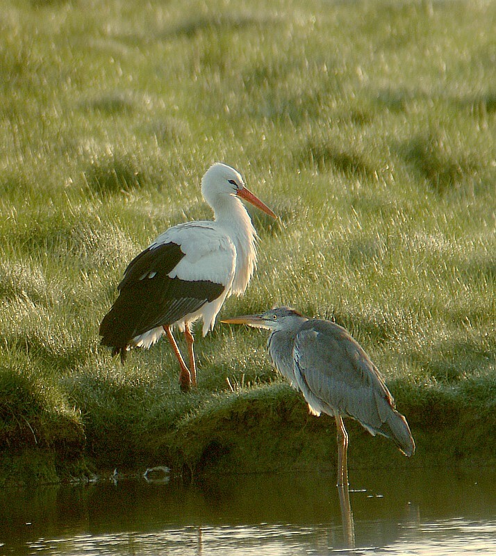 Wildwings and Wanderings: White Stork and Hairy Fairy
