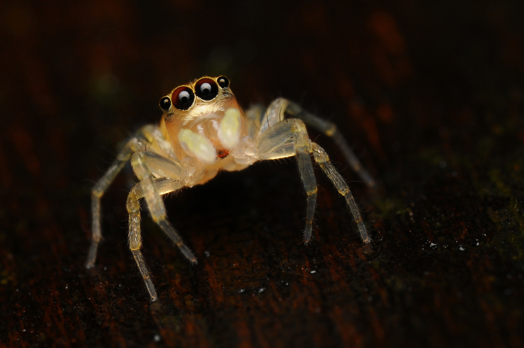 The Mirror: Fantastic Spider Photography (Four Sets of Eyes)