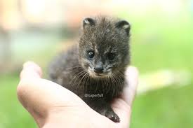 Jenis Musang Yang Ada Di Indonesia ~ Nauvalmaqil