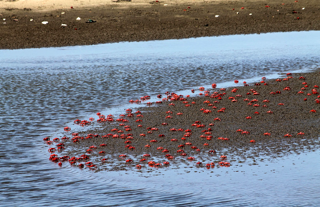 Inani Beach (Cox’s Bazar) | Sea Beach of Bangladesh | Historicalspot ...