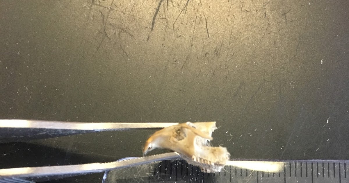 Anatomy and Physiology: Owl Pellet Lab Analysis/Conclusion