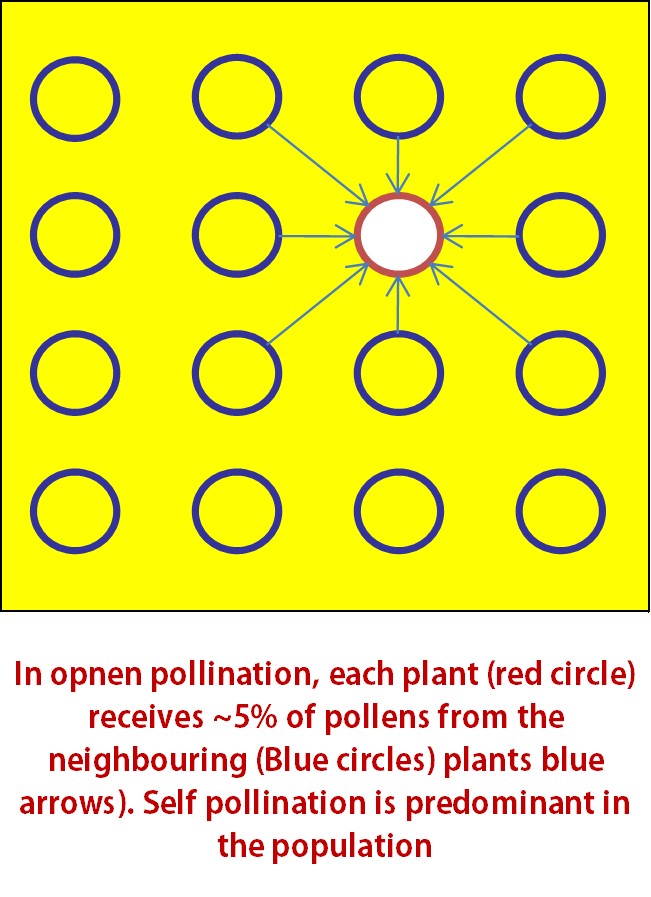 Breeder Blogs: Concept of Maintenance Breeding