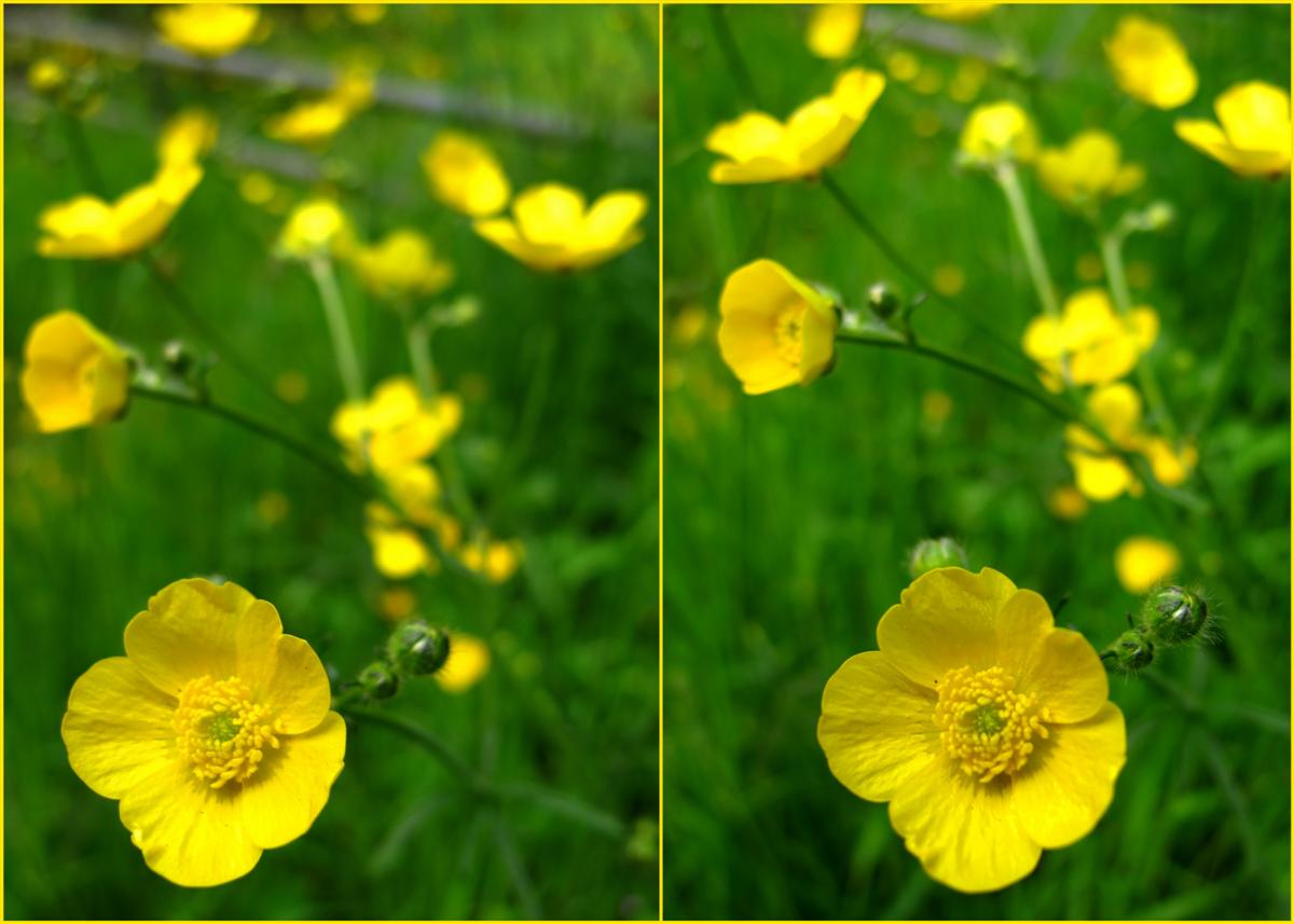 POSTCARDS FROM IRELAND: Local Irish Flora