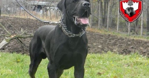 Men's Corner: S.O.P - a dog that even Knights were afraid