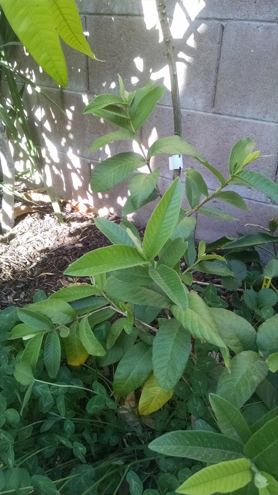 Desert Valley Orchard: Ruby Supreme Guava
