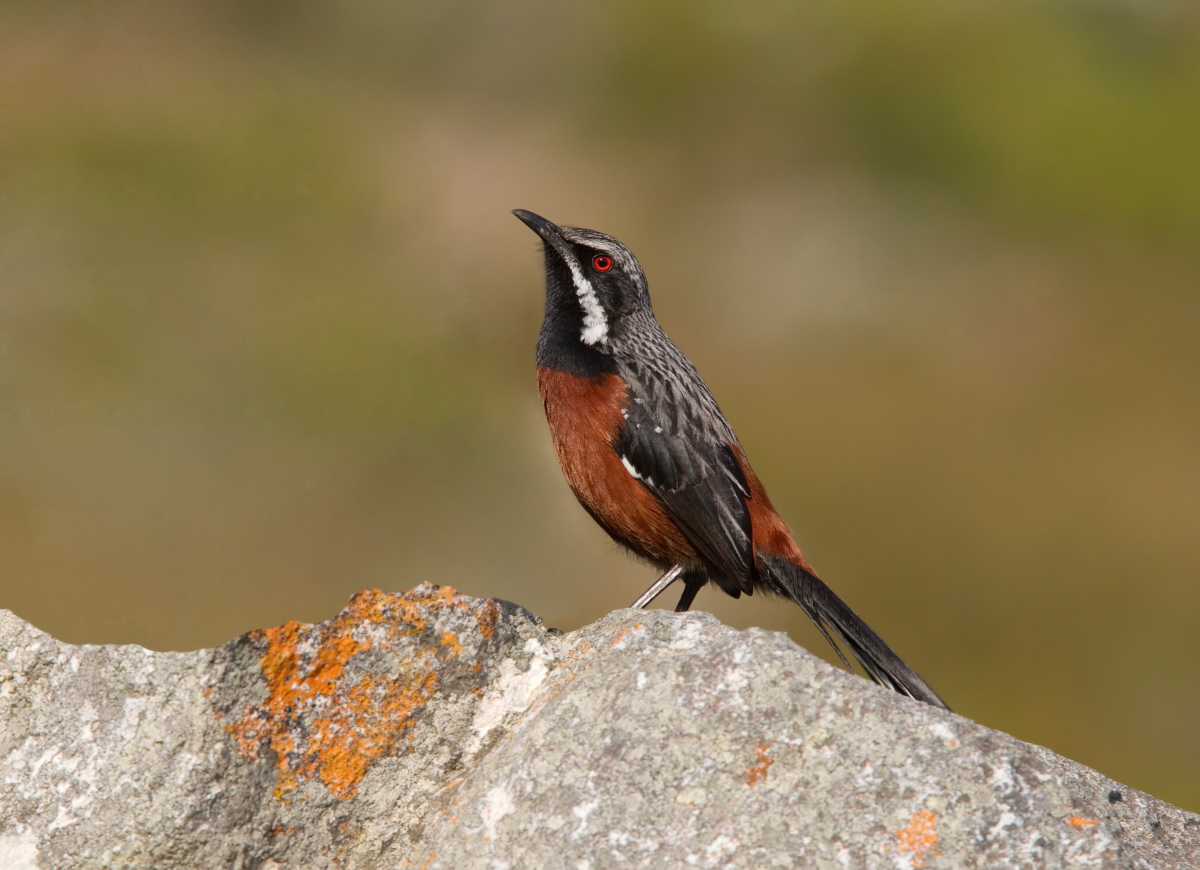 Rockjumper - Worldwide Birding Adventures: Introducing the African ...