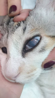 CASOS Y COSAS EN EL CENTRO CLÍNICO VETERINARIO TERUEL : Simbléfaron en ...