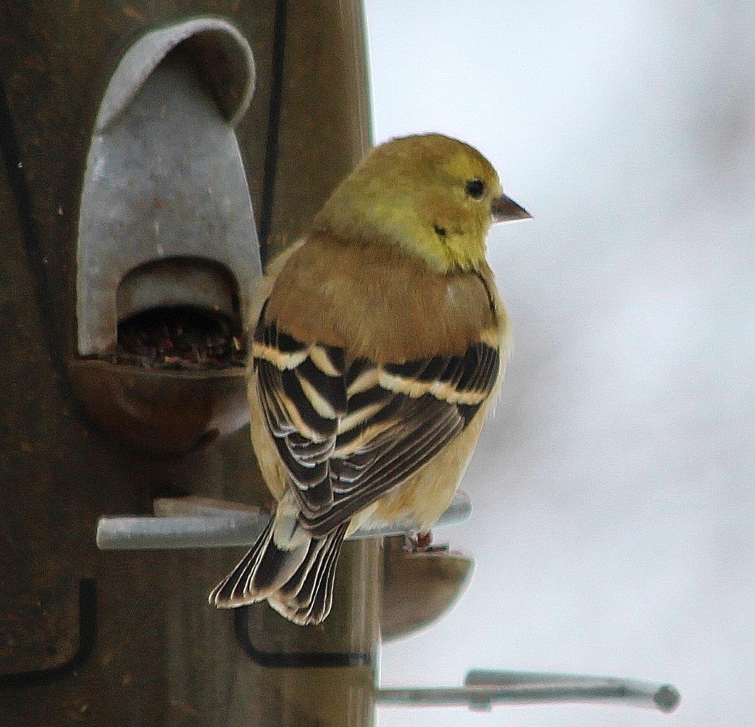 Sarah Lynn's Nature's Splendor: Photos: Goldfinches, House Finches ...