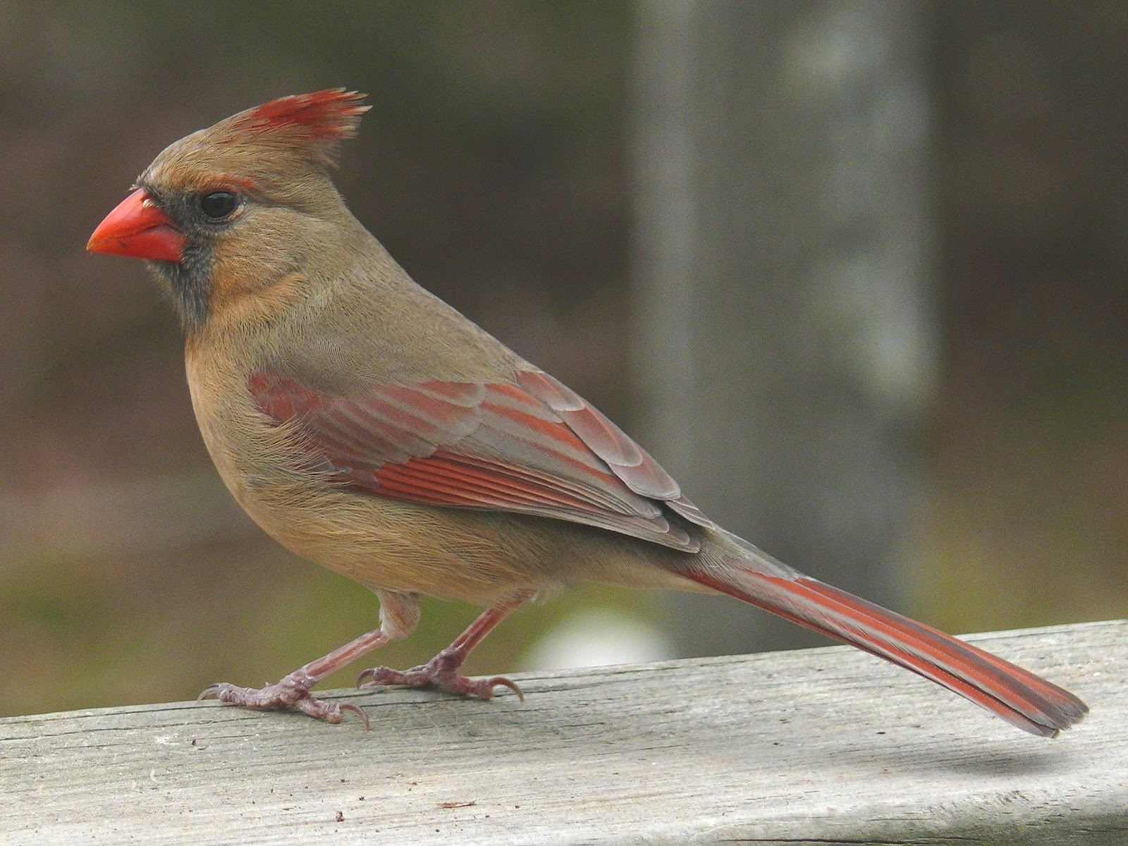 Female Cardinal Bird Renmyte Female Cardinal Bird Renmyte
