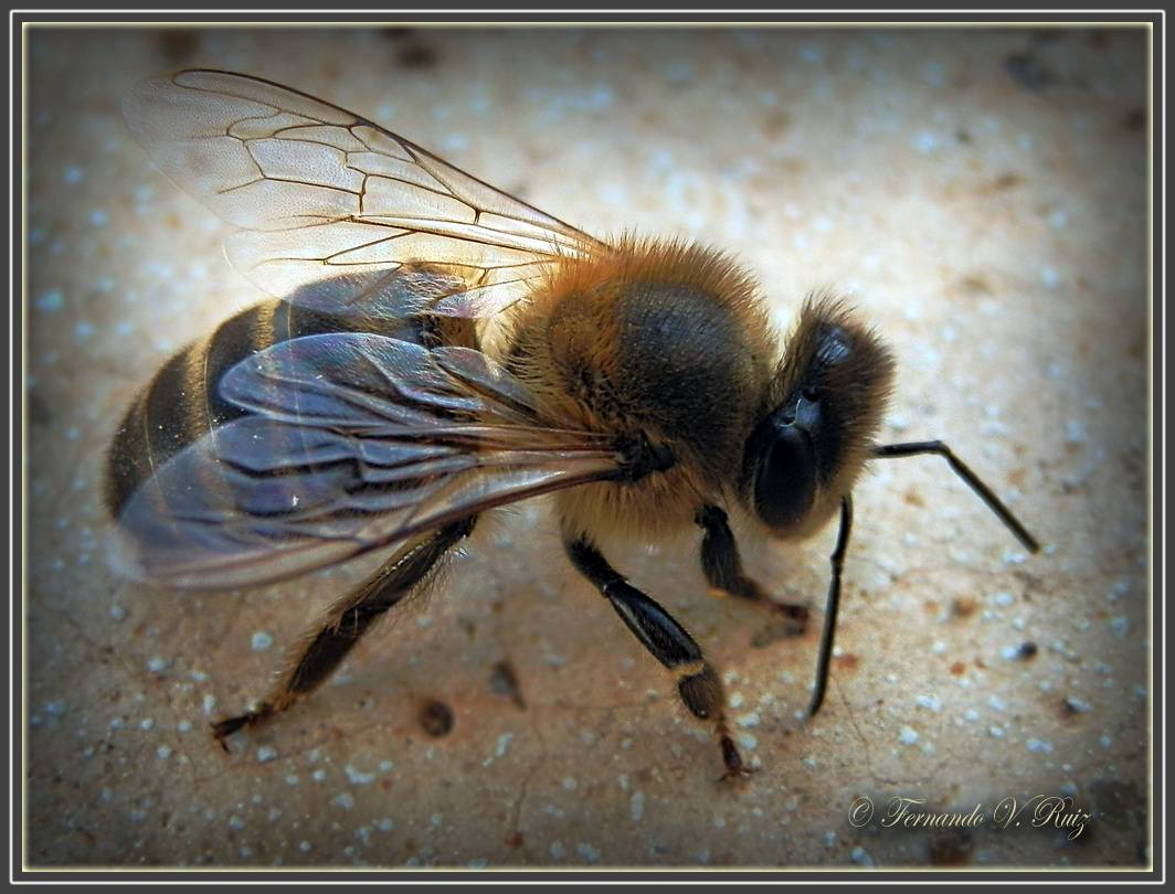 Insectos de La Rioja: Abeja europea (Apis mellifera).