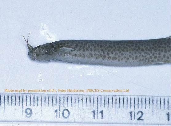 THINK SMART ヘ(^_^ヘ)(ノ^_^)ノ: Candiru / Canero - The Vampire Fish (Ikan ...