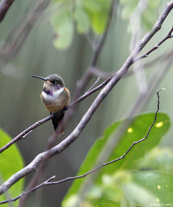 Bruce Di Labio's Blog: February 12-13, 2012 birding in the Bahamas