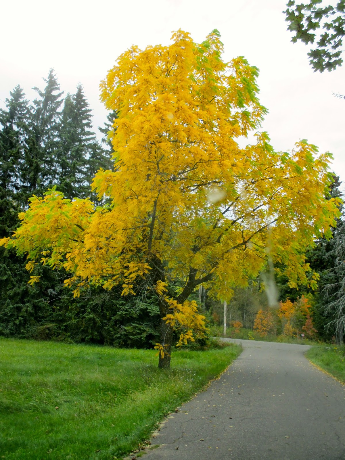 Art's Bayfield Almanac: WALNUT AND HACKBERRY FALL COLOR