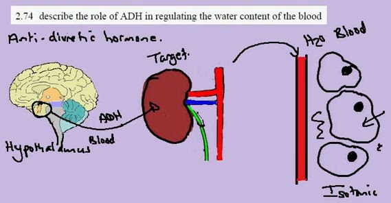 Connor's Biology Blog: 2.74 ADH
