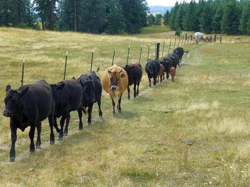 Rural Revolution: Of cows and fences