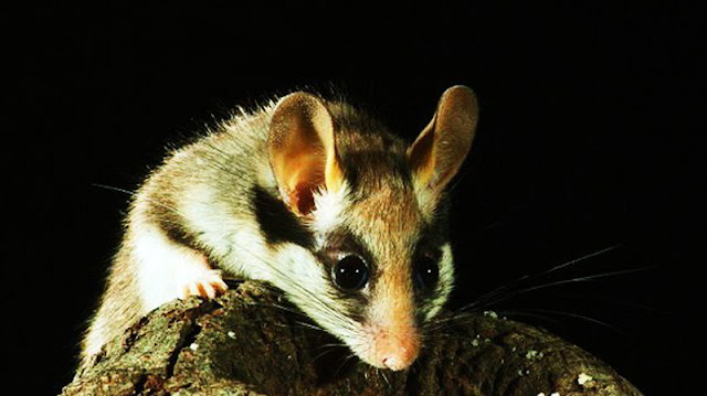 El Lirón Careto 🔗 National Carpfishing