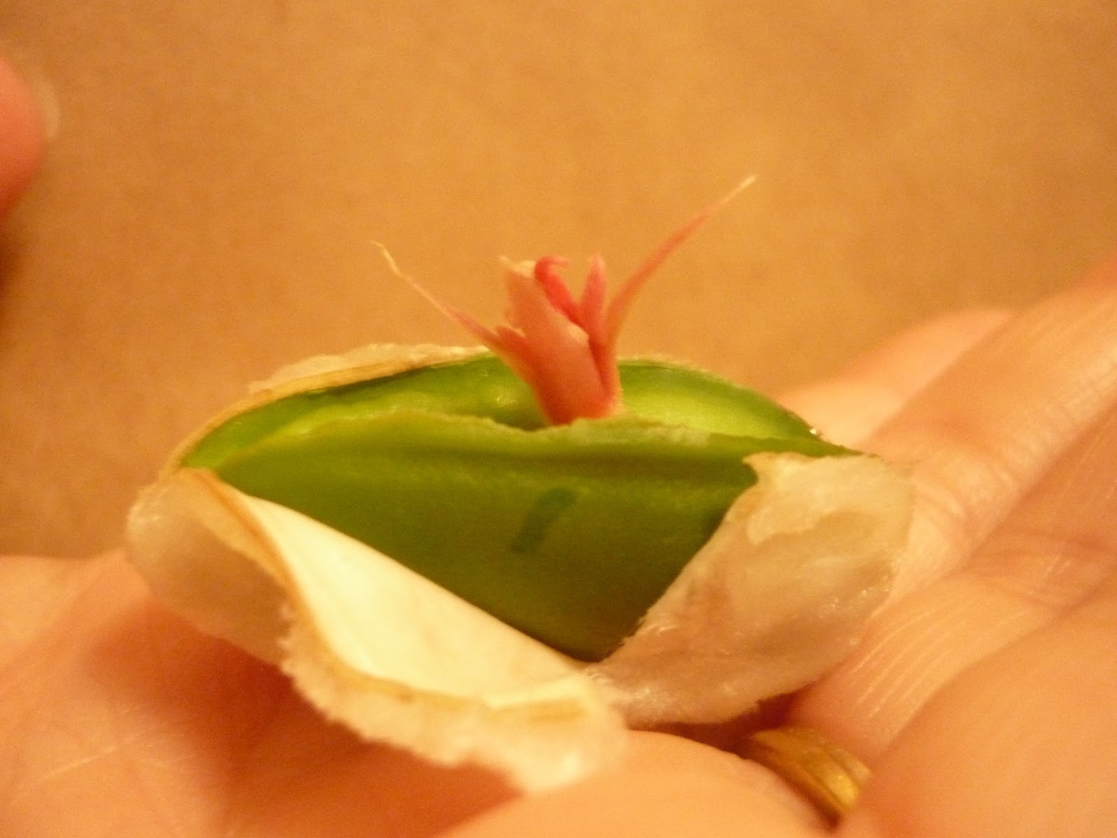 commuNICA: Fruits of the day: guava and guaba