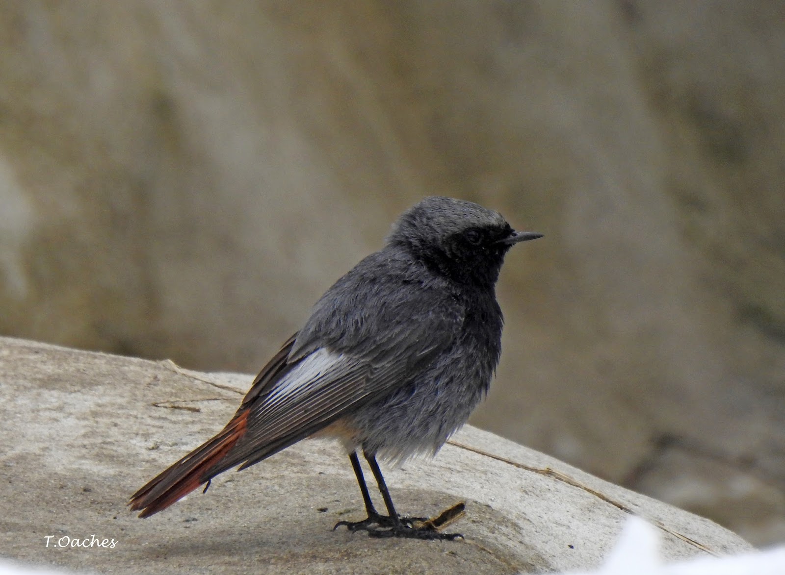 PASARI DIN ROMANIA: CODROS DE MUNTE (1), Phoenicurus ochruros