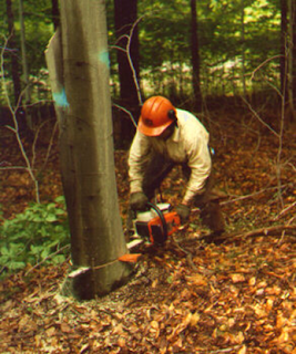 OSHA Compliance Manual: To safely fell a tree, you must be trained how to: